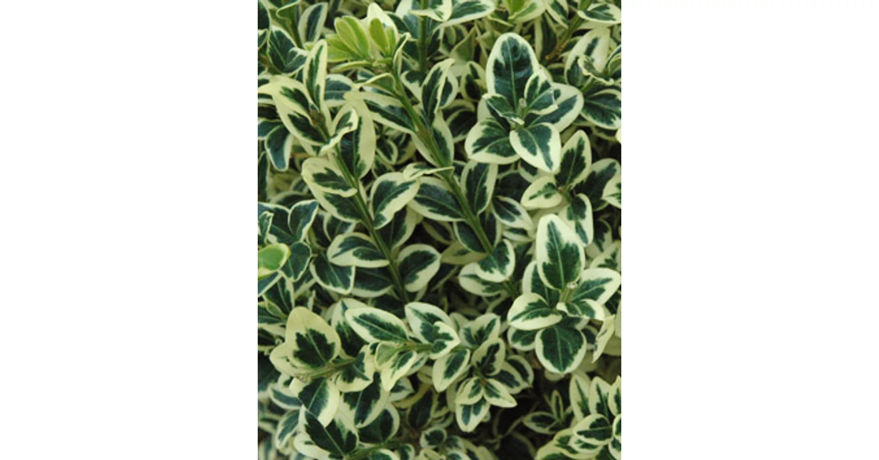Buxus sempervirens 'Variegata' – Tarka lombú puszpáng